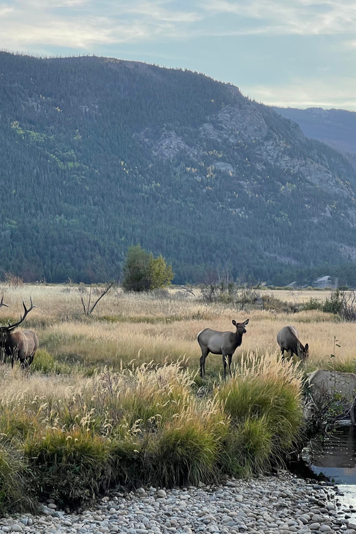 Estes Park: Guided Sunset Elk Mating Ritual Tour - Who Should Consider This Tour?