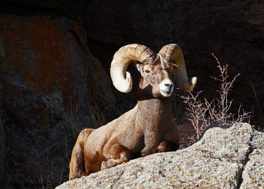 Estes Park: Rocky Mountain National Park Safari Tour - Exploring the Rocky Mountain National Park Safari Tour