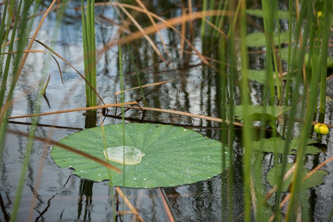 Everglades Admission Ticket with Airboat Ride and Wildlife Show - The Sum Up
