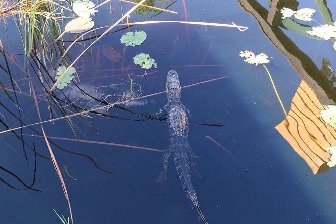Everglades Airboat Safari Adventure with Transportation - The Pros and Cons: Balancing the Experience
