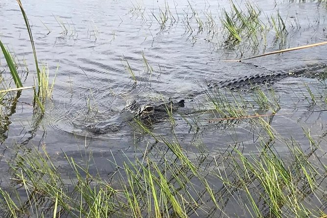 Everglades Airboat Safari Adventure with Transportation - FAQs