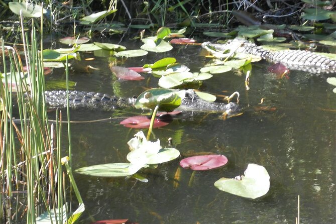 Everglades Airboat Tour from Fort Lauderdale with transportation - Value for Money: What You Get at $64.98