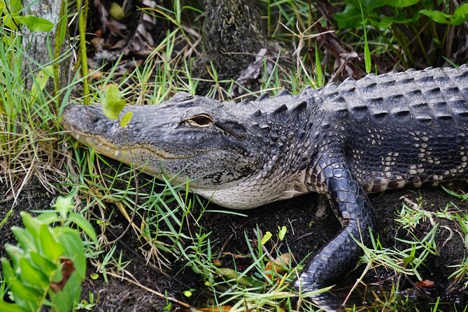 Everglades Airboat, Wildlife Experience and Photo - What Travelers Love and What Could Be Better