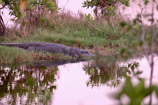 Everglades Airboat, Wildlife Experience and Photo - The Practical Details