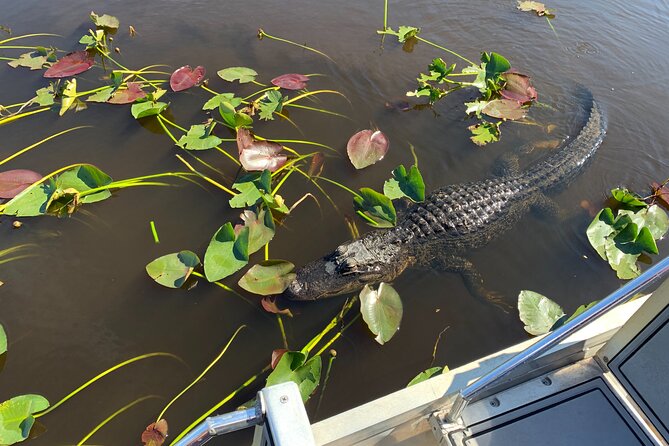 Everglades Airboat, Wildlife Experience and Photo - Who This Tour Is Best For