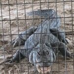 Everglades Alligator Airboat Adventure from Miami - Who Should Consider This Tour?