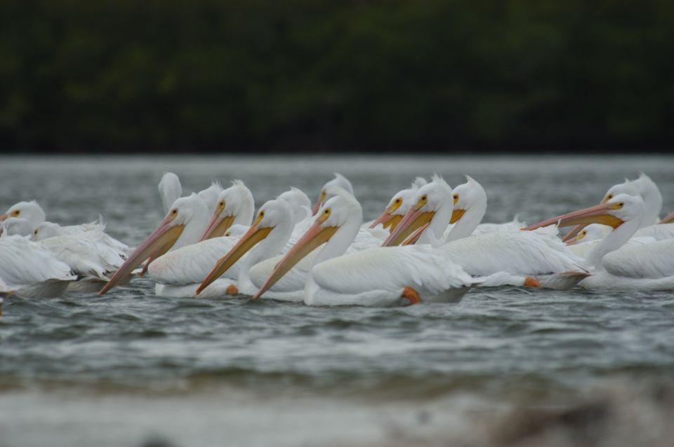 Everglades: Birding, Wildlife, and Photography Expedition - An In-Depth Look at the Everglades Birding, Wildlife, and Photo Expedition
