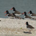 Everglades: Birding, Wildlife, and Photography Expedition - Authentic Insights from Past Participants
