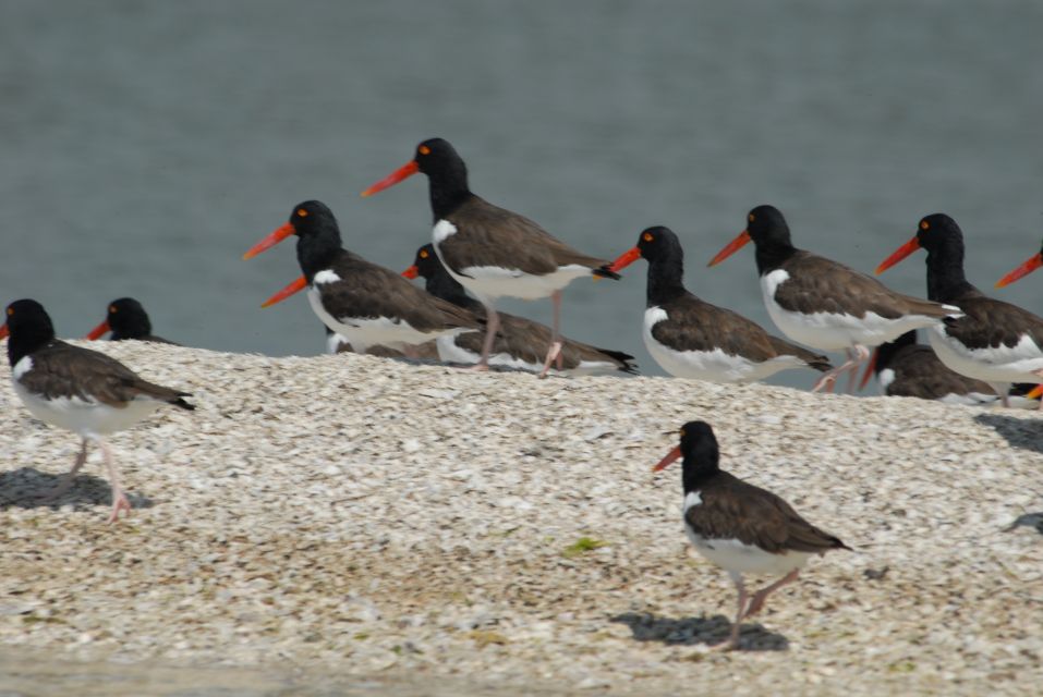 Everglades: Birding, Wildlife, and Photography Expedition - Authentic Insights from Past Participants