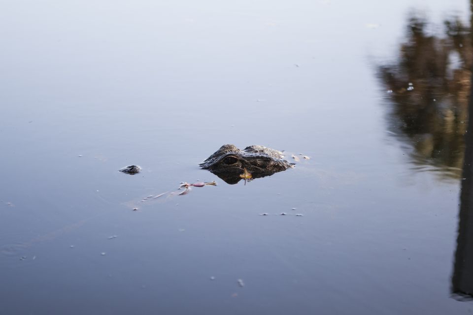 Everglades Day Safari from Fort Lauderdale - Key Points