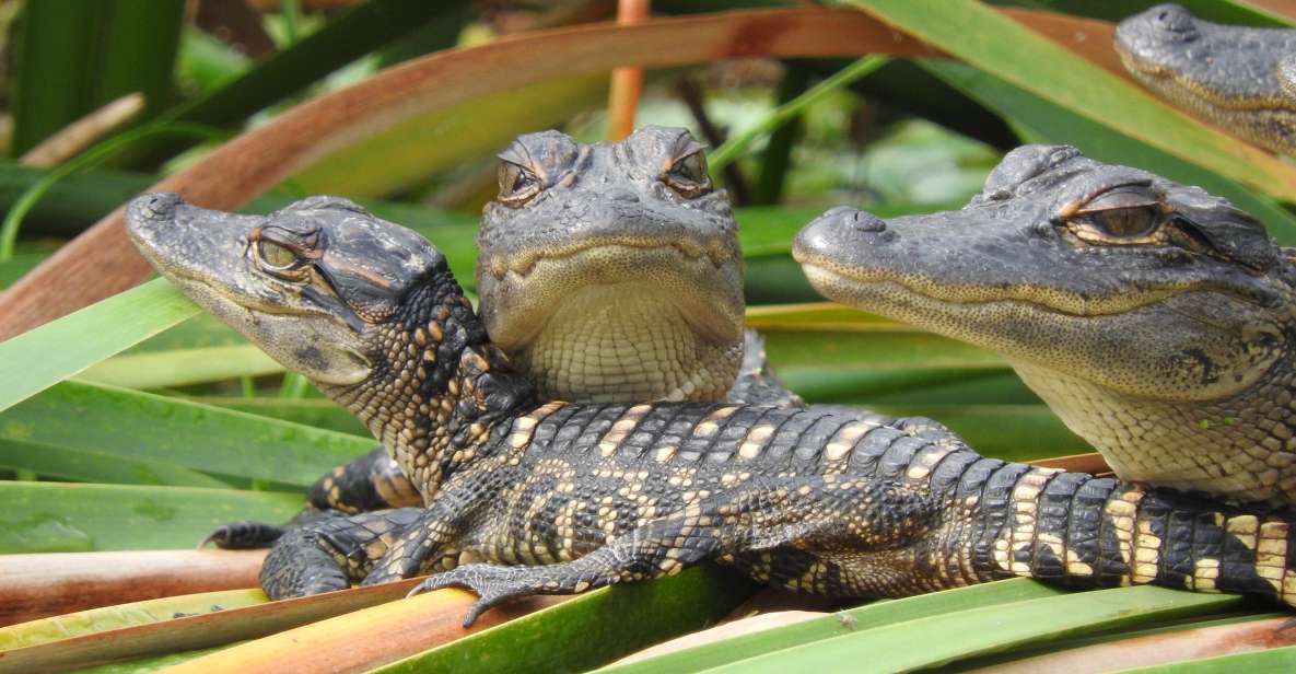 Everglades Day Safari from Fort Lauderdale - The Reality of the Tour: What to Expect