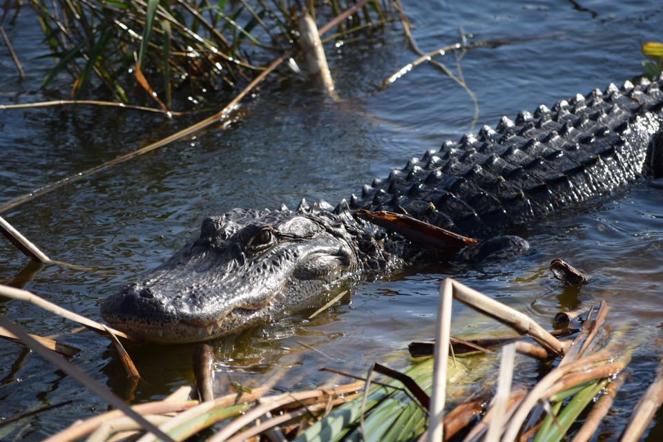 Everglades Day Safari from Fort Lauderdale - Who Will Love This Tour?