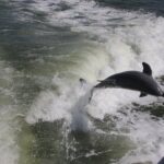 Everglades Day Safari from Fort Myers/Naples Area - What the Reviews Tell Us