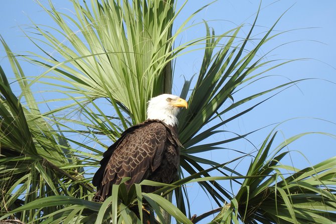 Everglades Day Safari from Fort Myers/Naples Area - The Final Word: Who Is This Tour Perfect For?