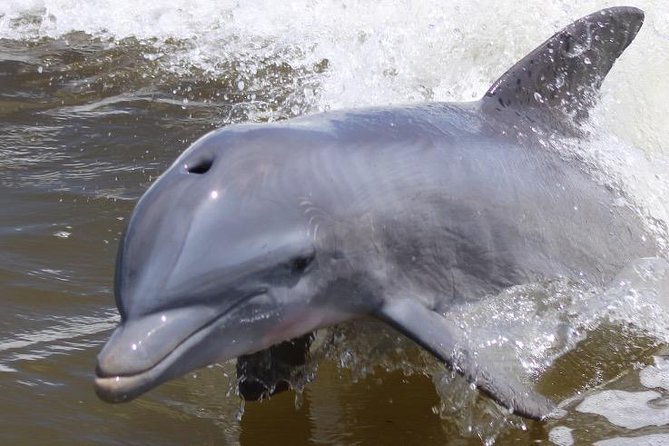 Everglades Day Safari from Ft Lauderdale - The Value of This Tour