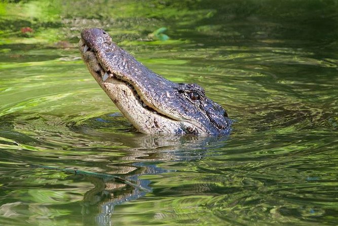 Everglades Day Safari from Ft Lauderdale - Frequently Asked Questions