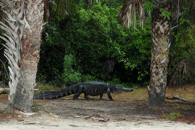 Everglades Day Safari from Ft Lauderdale - Final Thoughts: Who Is This Tour Best For?