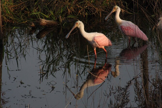 Everglades Day Safari from Miami - Who Will Love This Tour?