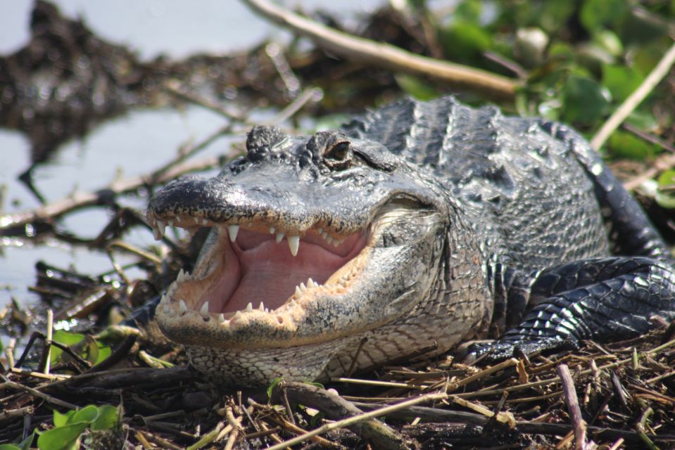 Everglades Day Safari from Sanibel, Fort Myers & Naples - Key Points