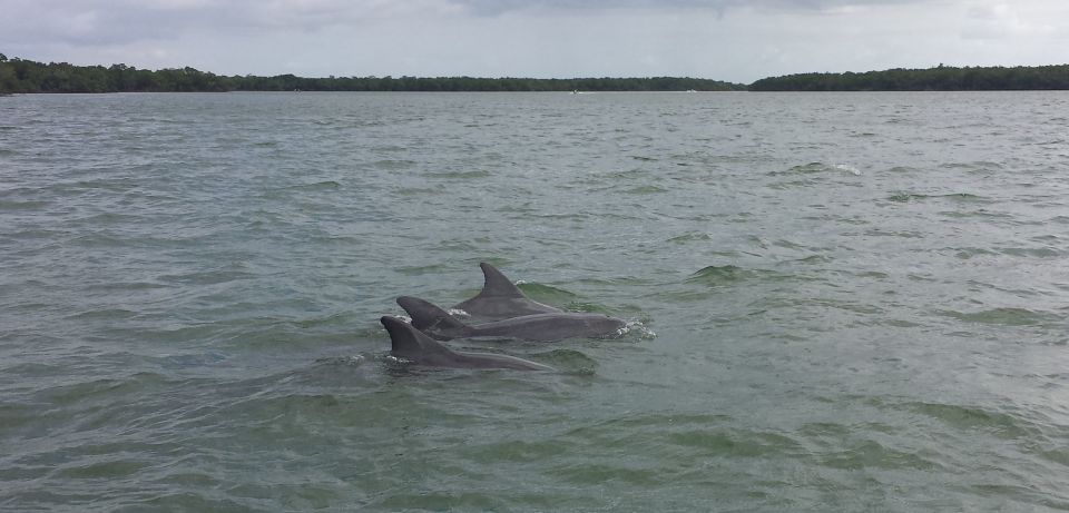 Everglades Day Safari from Sanibel, Fort Myers & Naples - Authentic Wildlife Encounters