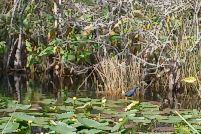 Everglades Eco Airboat Tour with Private Luxury Transportation - Discovering the Everglades: A Closer Look at the Itinerary