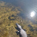 Everglades Eco Airboat Tour with Private Luxury Transportation - Why This Tour Is a Great Value