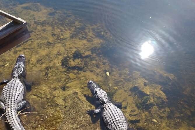 Everglades Eco Airboat Tour with Private Luxury Transportation - Why This Tour Is a Great Value