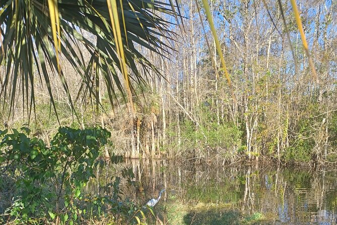 Everglades Eco Airboat Tour with Private Luxury Transportation - Practical Details You Should Know