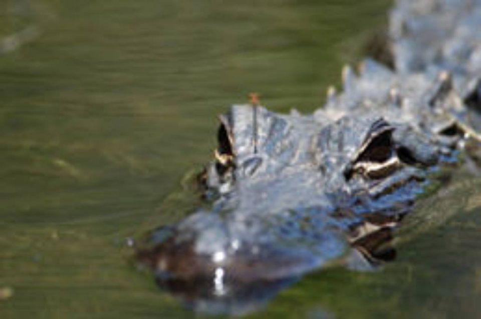 Everglades: Everglades Alligators and Orchids Kayak Eco Tour - An In-Depth Look at the Everglades Alligators and Orchids Kayak Eco Tour