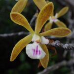 Everglades: Everglades Alligators and Orchids Kayak Eco Tour - Who Will Love This Tour?