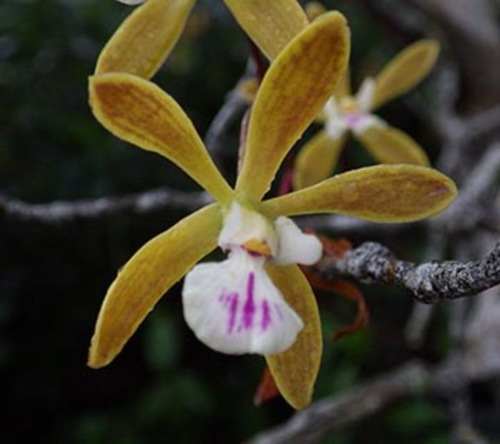 Everglades: Everglades Alligators and Orchids Kayak Eco Tour - Who Will Love This Tour?
