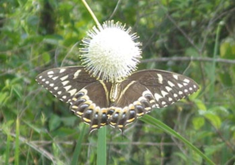 Everglades: Everglades Alligators and Orchids Kayak Eco Tour - Final Thoughts: Is It Worth It?