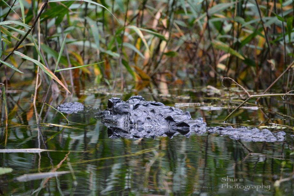 Everglades Kayak Safari Adventure Through Mangrove Tunnels - Understanding the Value