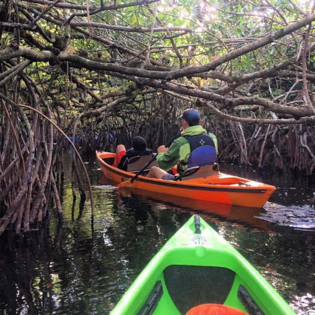 Everglades Kayak Safari Adventure Through Mangrove Tunnels - Final Thoughts