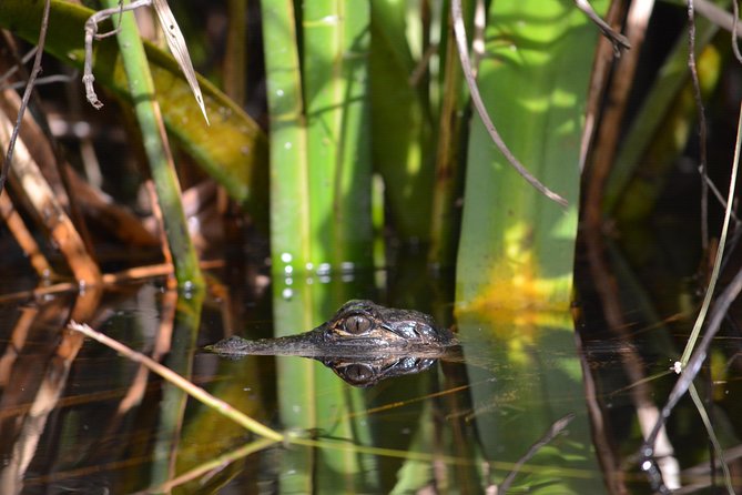 Everglades Kayak Safari Adventure Through Mangrove Tunnels - What to Expect on Your Kayaking Trip
