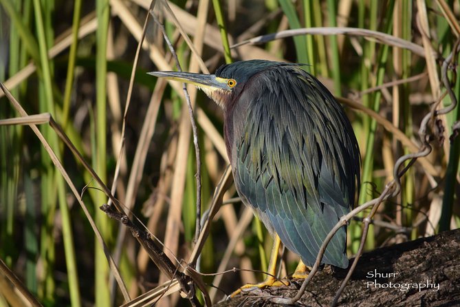 Everglades Kayak Safari Adventure Through Mangrove Tunnels - The Experience’s Drawbacks