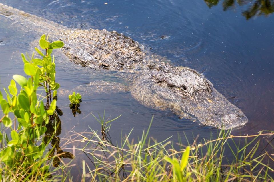 Everglades: Mangrove, Grassland Airboat Tours, & Boardwalk - Who Will Love This Tour?