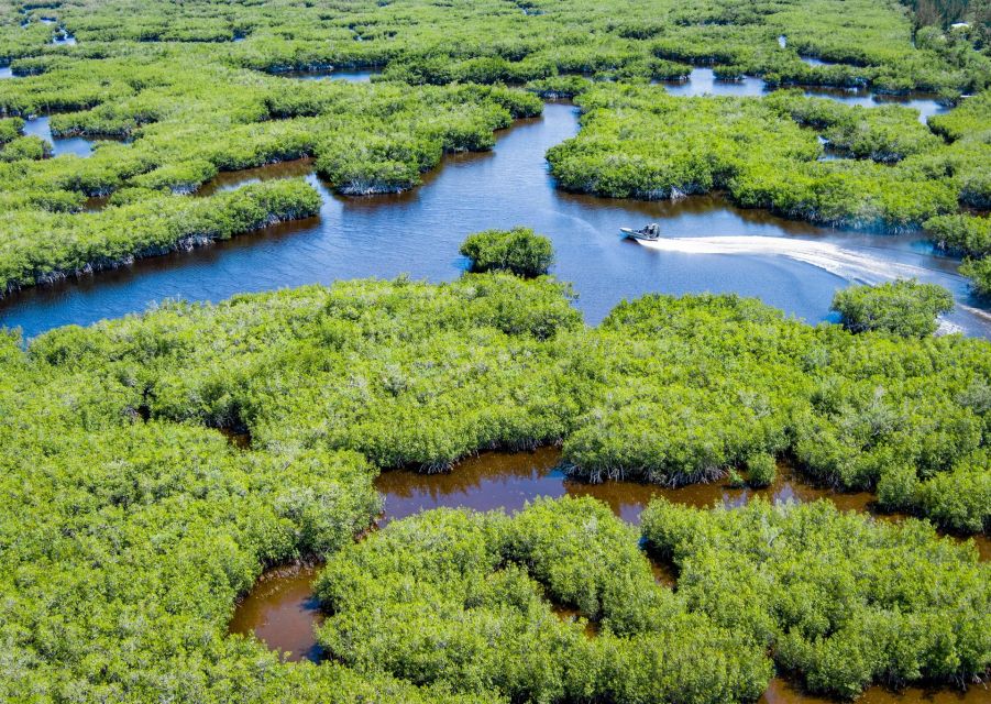Everglades: Mangrove Maze Airboat Tour and Boardwalk - An Overview of What to Expect