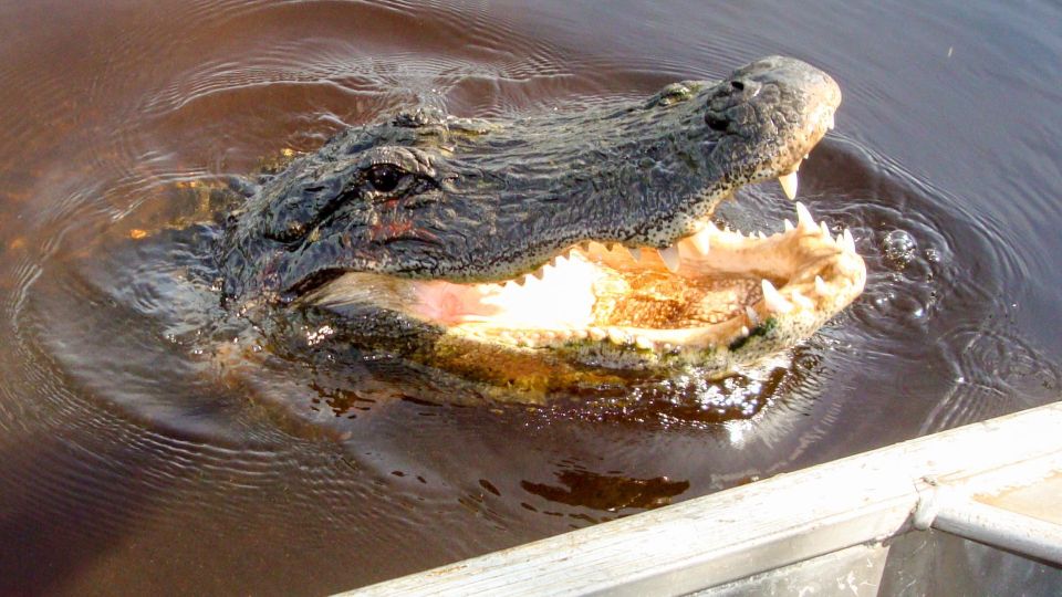 Everglades: Mangrove Maze Airboat Tour and Boardwalk - Practical Details: How It All Comes Together
