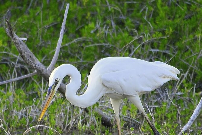 Everglades Mangrove Wilderness Boat Tour - Key Points