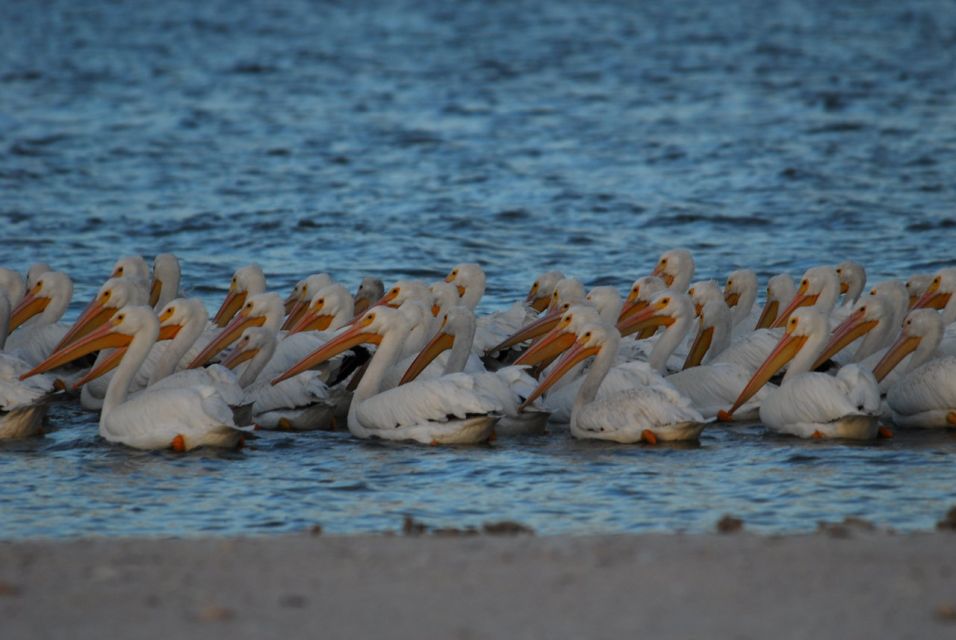 Everglades National Park: 2 hour Dolphin & Birding Boat Tour - Key Points