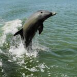 Everglades National Park: 2 hour Dolphin & Birding Boat Tour - Who Would Love This Tour?
