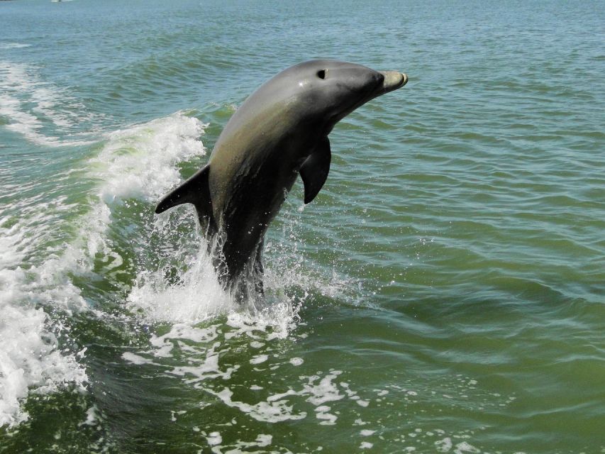 Everglades National Park: 2 hour Dolphin & Birding Boat Tour - Who Would Love This Tour?