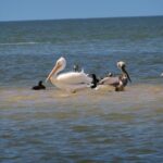 Everglades National Park: 3 Hikes + 90 minute Boat Tour + Lunch - Exploring the Parks and Habitats