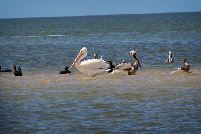 Everglades National Park: 3 Hikes + 90 minute Boat Tour + Lunch - Exploring the Parks and Habitats