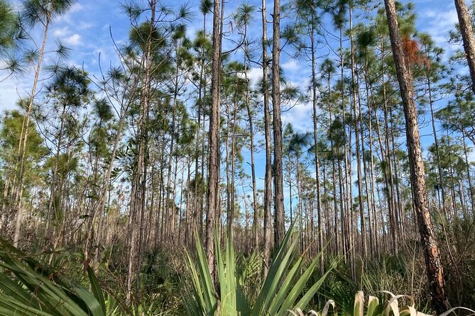 Everglades National Park: 3 Hikes + 90 minute Boat Tour + Lunch - Who It’s Best For