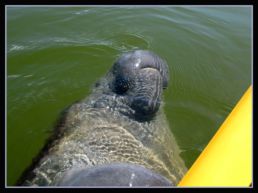 Everglades National Park 3-Hour Kayak Eco Tour - Key Points