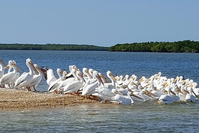 Everglades National Park Biologist Led Adventure: Cruise, Hike + Airboat - The Sum Up: Who Is This Tour Perfect For?