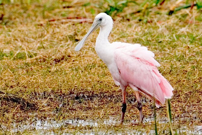 Everglades National Park Boat Tour - An In-Depth Look at the Tour Experience