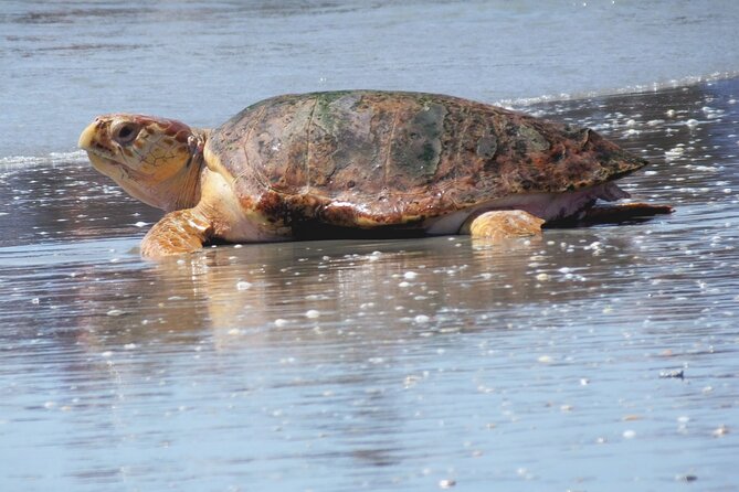 Everglades National Park Boat Tour - Who Is This Tour Best For?